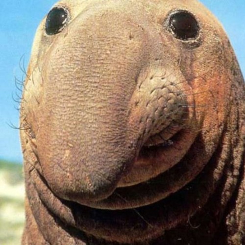 Stream The Walrus with a happy nose by Ed Clowes | Listen online for ...