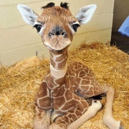 Stream Jamning | Listen to Streamin playlist online for free on SoundCloud