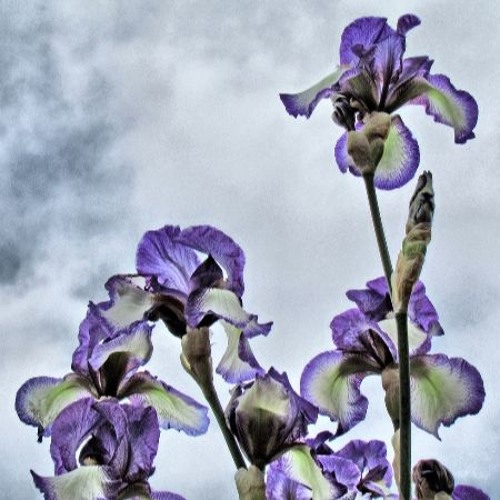 Stream 444, for Iris. by NED BUNDY | Listen online for free on SoundCloud