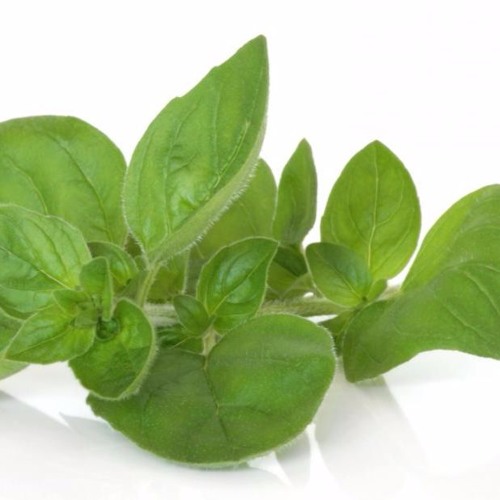 Stream Ayurvedic Benefits of Origanum Majorana(Marua) for Cough Problem ...