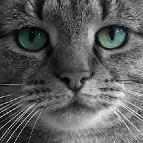 Stream Joe Weller - Kitty (Music Video) by GHOSTRIDER1321 | Listen ...