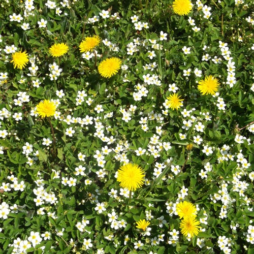 Stream 12 Dancing With The Angels 1 by Jody Abbott | Listen online for ...