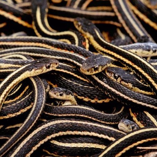 Stream Snakes by YUNG PHARAOH | Listen online for free on SoundCloud