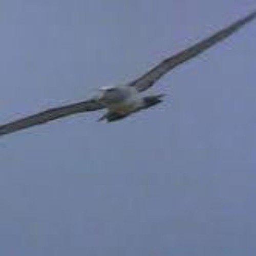 Stream Albatross by Peter Reynders | Listen online for free on SoundCloud