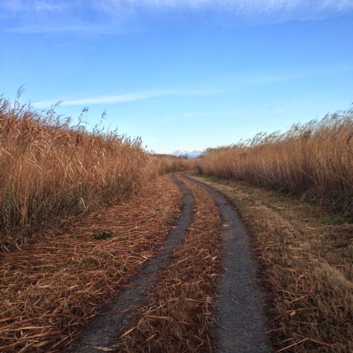 Stream Beautiful Way (Beck Cover) by 麻糸織る (First Laundromat) | Listen ...