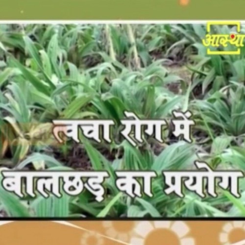 Stream Ayurvedic Use Of Baal Jhar Herb for Skin Problem | Acharya ...