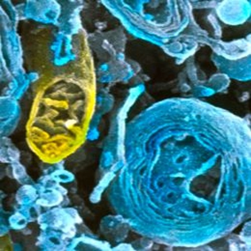 Stream Rio Grande Blood [Ministry Cover, Sorta] by Lysosomal Disease ...