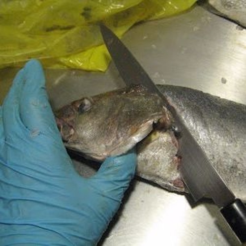 Stream Cortes Peixe by Gabín080 | Listen online for free on SoundCloud