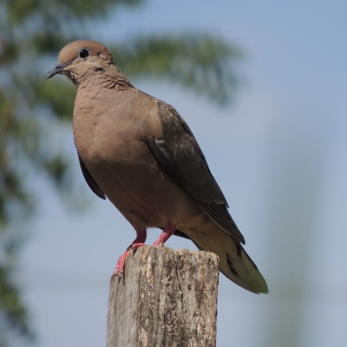 Stream episode 40 | Torcaza (Zenaida auriculata) | Museo de Ciencias de ...