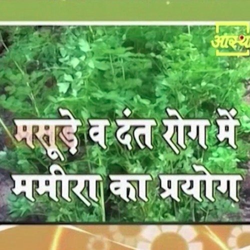 Stream Ayurvedic Benefits of Gold Thread Root (Mamira) for Dental ...