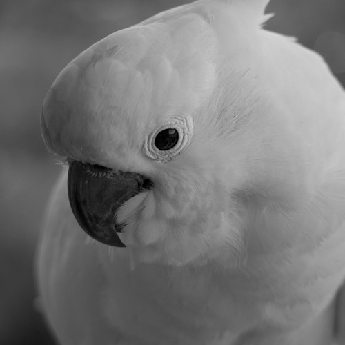 Stream Riba Riballaboutit by Tim Cheel | Listen online for free on ...