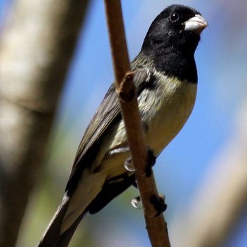 Stream Isael lima | Listen to coleiro professor playlist online for ...