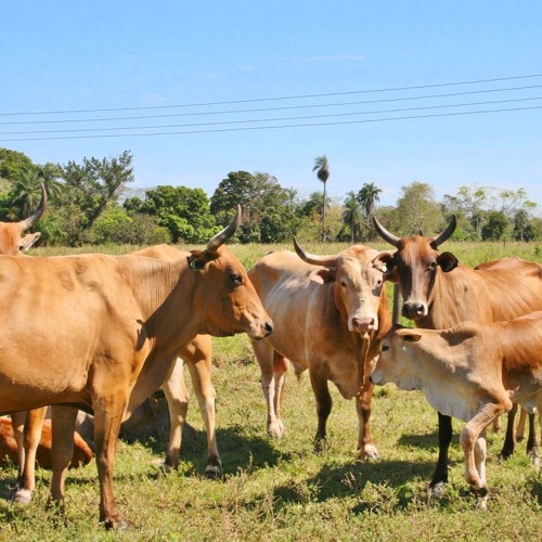 Stream episode TZH 05 - Pantaneiro Revival: 500 Brazilian Cows and the ...