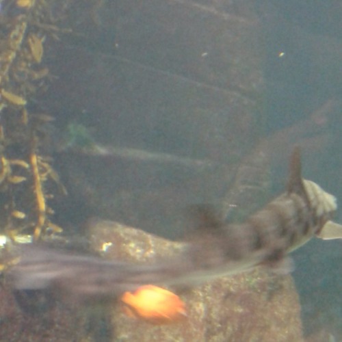 Adult Swim (Osaka Bump) PROD.(DJ RAZZIE) - Listen to music