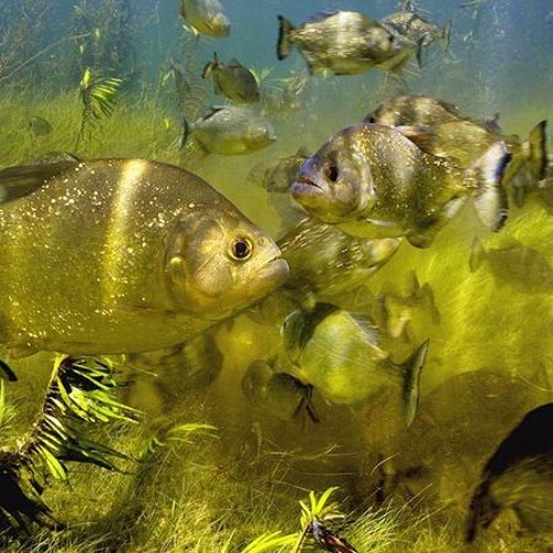 Piranha Attack Photos