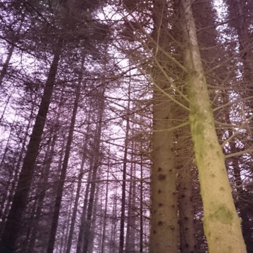 Stream Windy Forest 016 Creaky Tree, Soft To Strong Wind by ThomasAlf ...