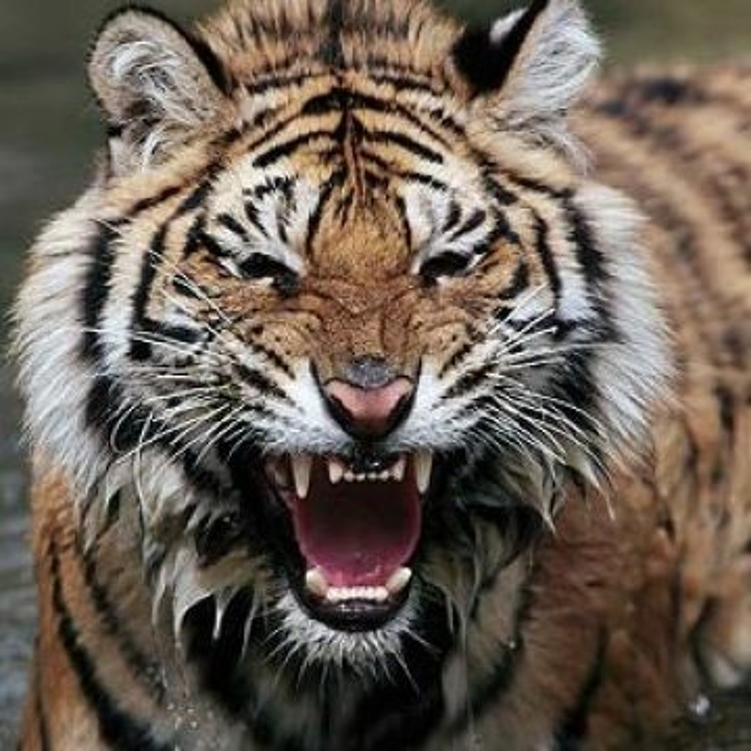 Stream Roaring like a Tiger (Tom Diss) by AMK | Listen online for free ...