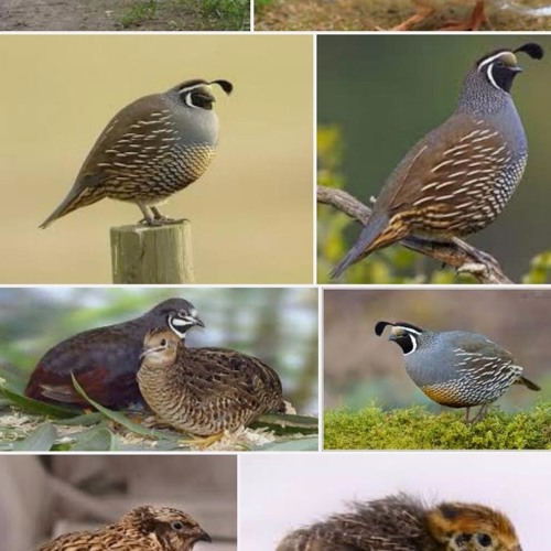 Stream PRINCO SPICE - CHIHUTA [CHILLSPOT RECORDZ]. by Tawanda kampira ...