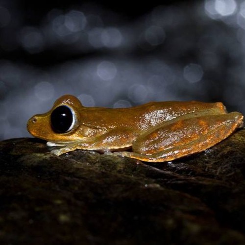 Stream Australian Lace-lid - Litoria Dayi by Nature Sounds | Listen ...