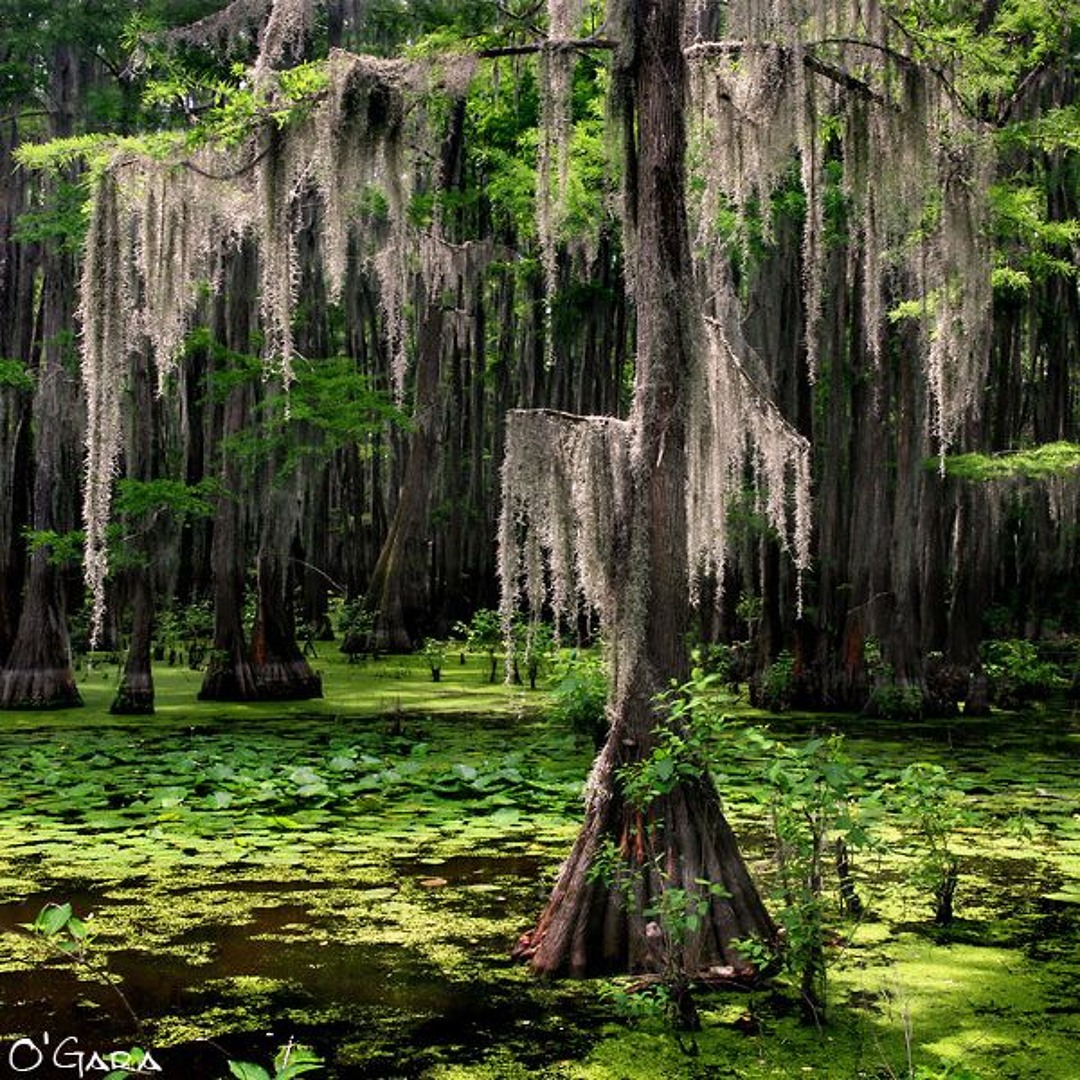 Stream Charlie Daniels Band cover "The Legend of Wooly Swamp" by Doug ...