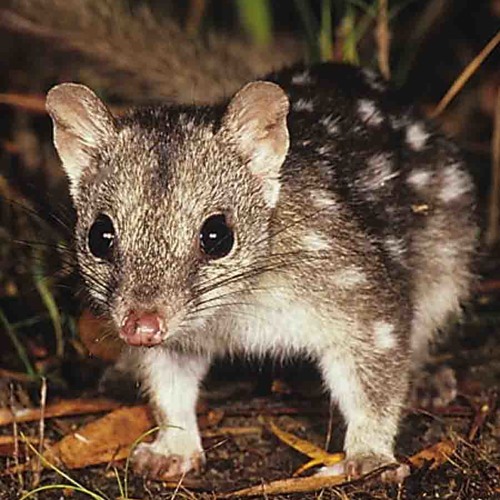 Stream episode Saving the Northern Quoll by Jess_Klajman podcast ...
