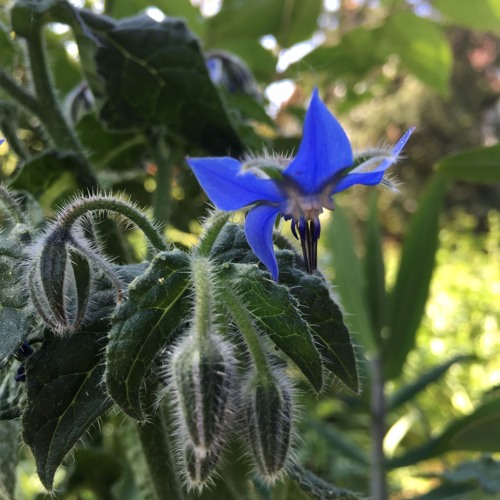 Listen to Framedrum Jam To "Newest Blues" (Milt Jackson, Gary Burton ...