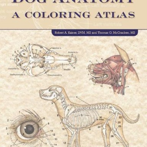 Stream Dog Anatomy: A Coloring Atlas download pdf from Fiona | Listen ...