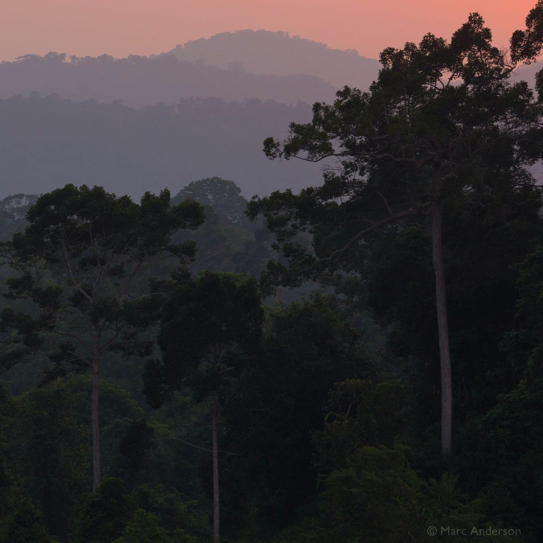 Stream pjc1074 | Listen to Nature & Wildlife playlist online for free ...