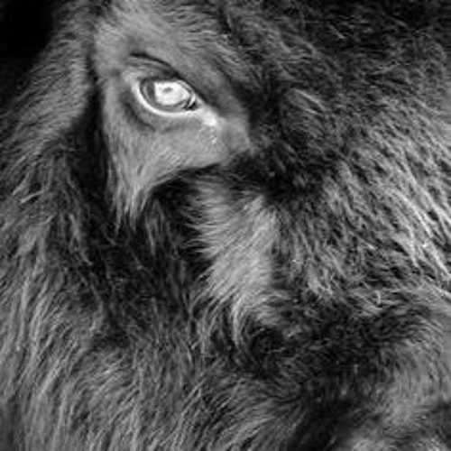 Stream Execution (Featuring Ragestation) by Buffalo Crows | Listen ...