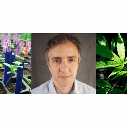 Stream Mowgli Holmes: Creating the Cannabis Family Tree by Ganjapreneur ...