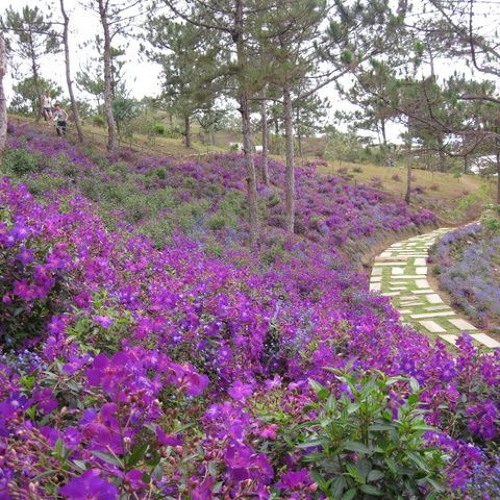 Stream Những Đồi Hoa Sim - Mix by Đăng Nguyễn by Dang Nguyen 35 ...