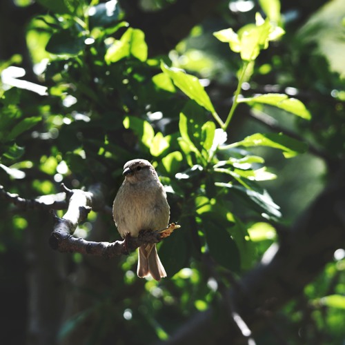 Stream episode Sample - Bird Song by Sound Matters podcast | Listen ...