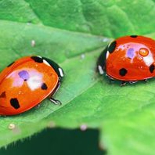 Stream Ladybug Rita by Ahymnsa | Listen online for free on SoundCloud