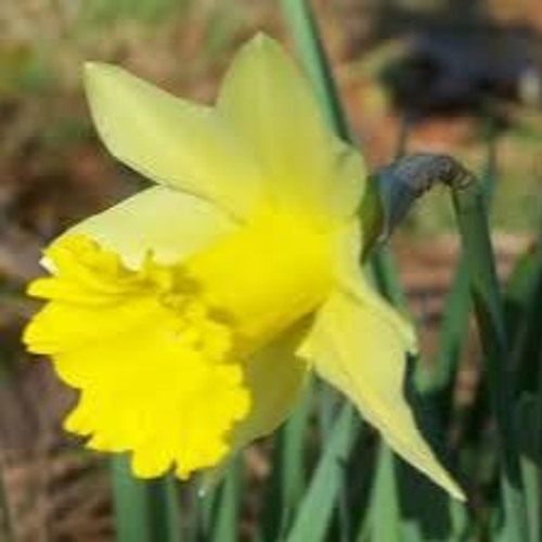 Stream episode Caroline CC Talks Daffodil Day by Meredith Kirton ...