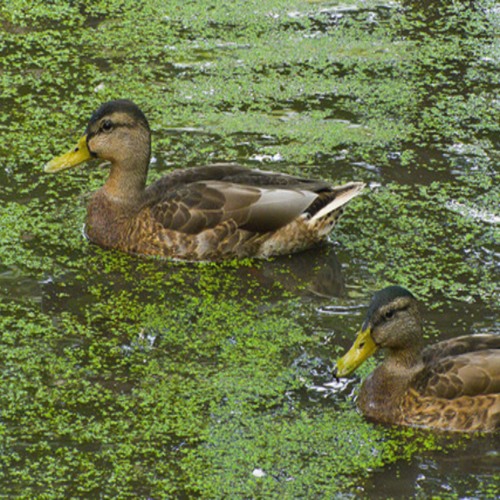 Stream Dominant Duck Call Preview from The Sound Ratt | Listen online ...