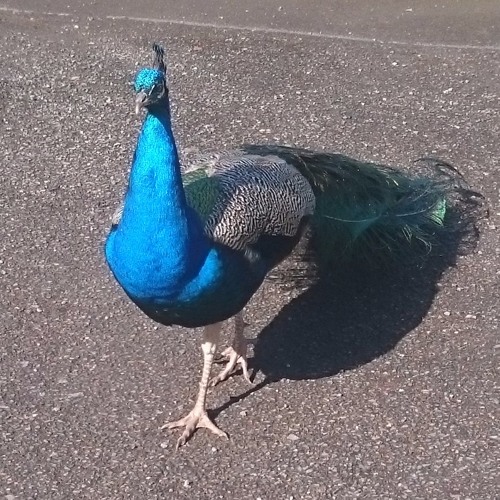 Stream Follow The Leader by Jamie Terrill | Listen online for free on ...