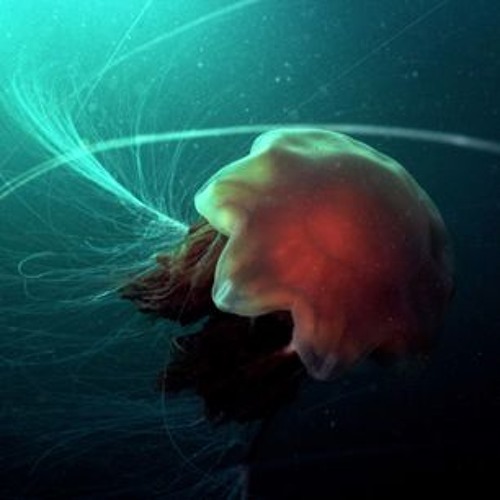 Stream Jellyfish by Charly Jolly | Listen online for free on SoundCloud