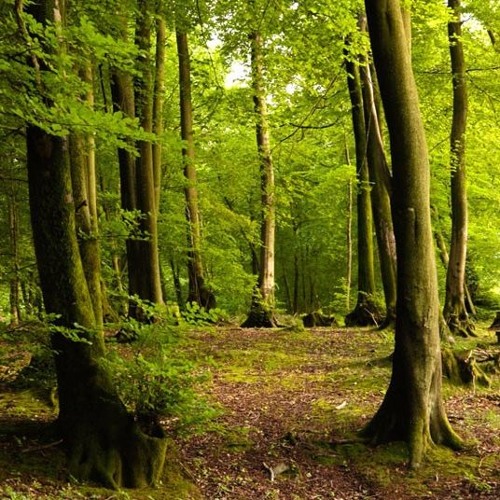 Stream The Forest by Charly Jolly | Listen online for free on SoundCloud