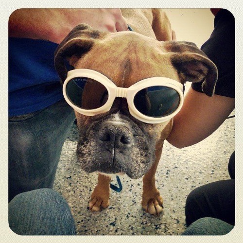 Stream episode Dr. Lora Ryan from Riverside Veterinarian Hospital by ...