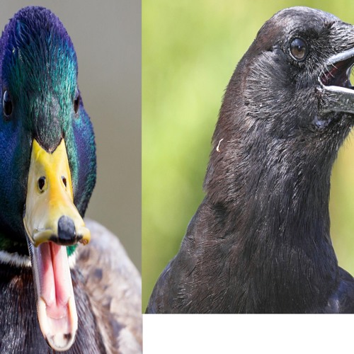 Stream Crow Mocking Duck Preview from The Sound Ratt | Listen online ...