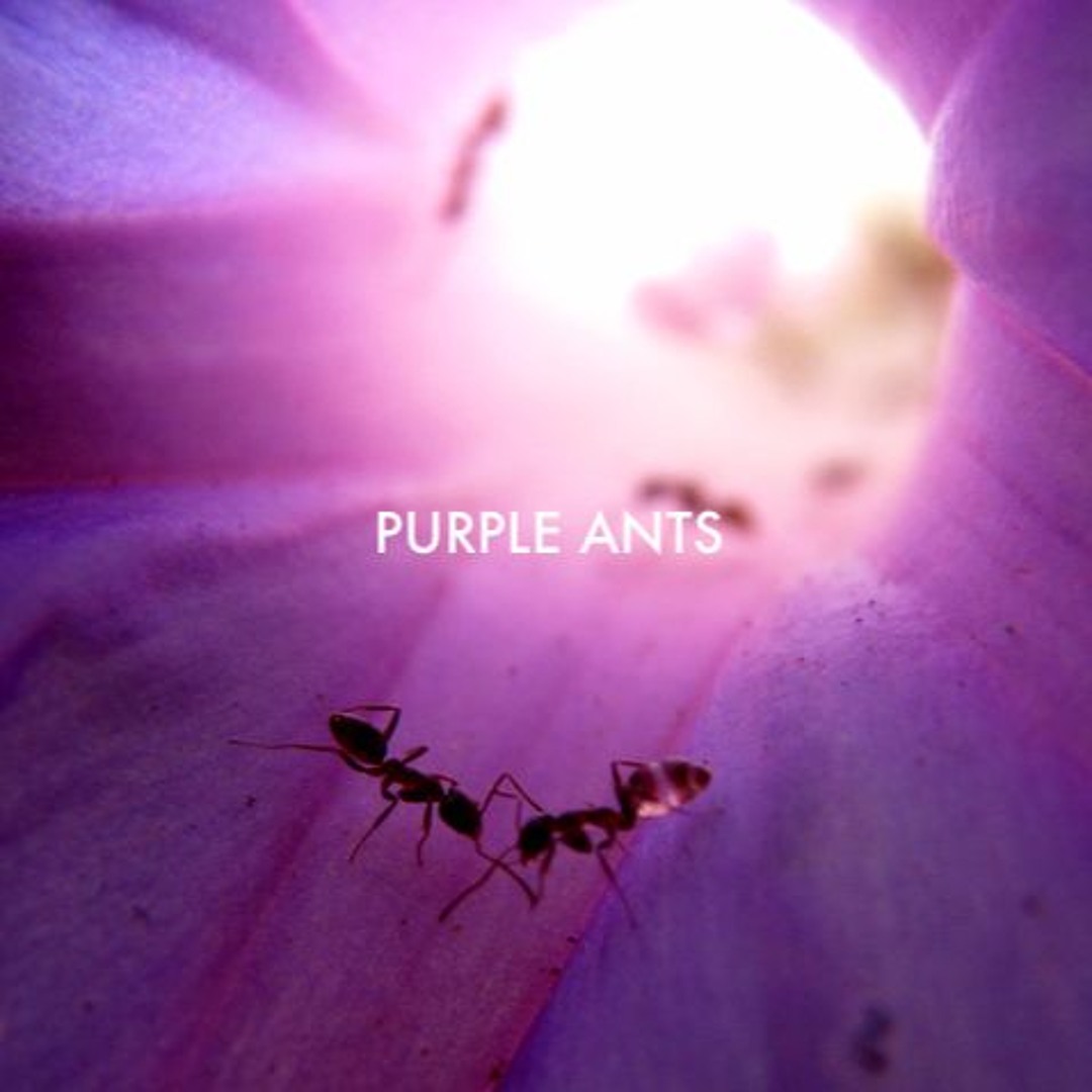 Purple Ants