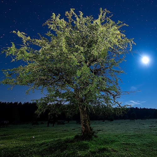 Stream Raw Evidence Emmanuel) | Listen to raw evidence playlist online ...