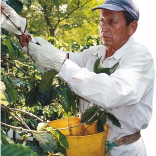 Stream episode Cuña: Terminada la cosecha, haga el REPASE del cafetal ...