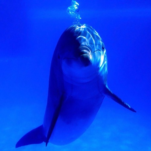 Stream EL DELFIN AZUL by Mi Reflejo | Listen online for free on SoundCloud