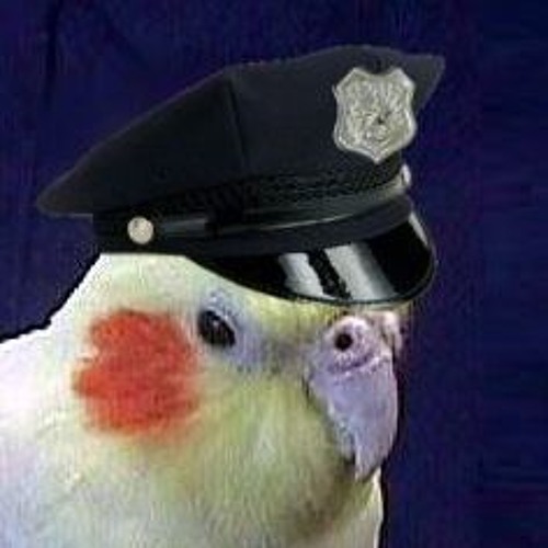 Stream BBBBBBBBBBBBBBBBBB by woof dog woof | Listen online for free on ...