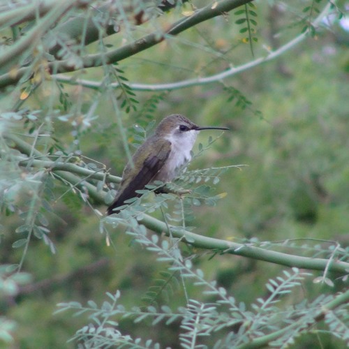 Stream Yuma Hummingbird & Butterfly Gardens by Big Blend Radio | Listen ...