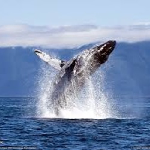 Stream whale free (Prod. by Eli Shalles) by flimsy steve | Listen ...