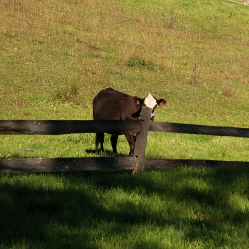 Stream Marie Rigby née Vile - Pokolbin resident. Recorded 20 April 1983 ...