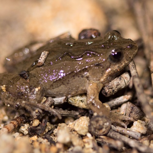Stream Another chorus of Slender tree frog and Squelching froglet ...