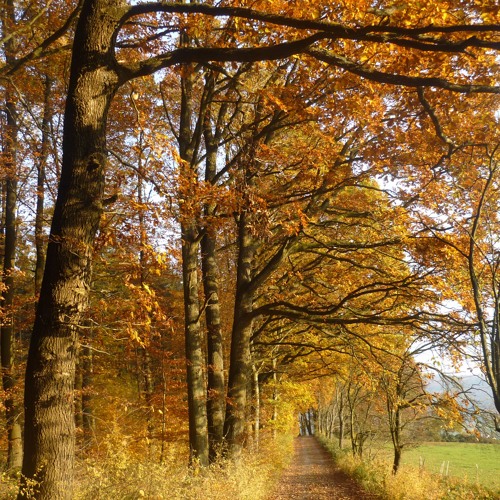 Stream Relaxing music for Meditation with birds from the Spessart ... Stream Relaxing music for Meditation with birds from the Spessart ...